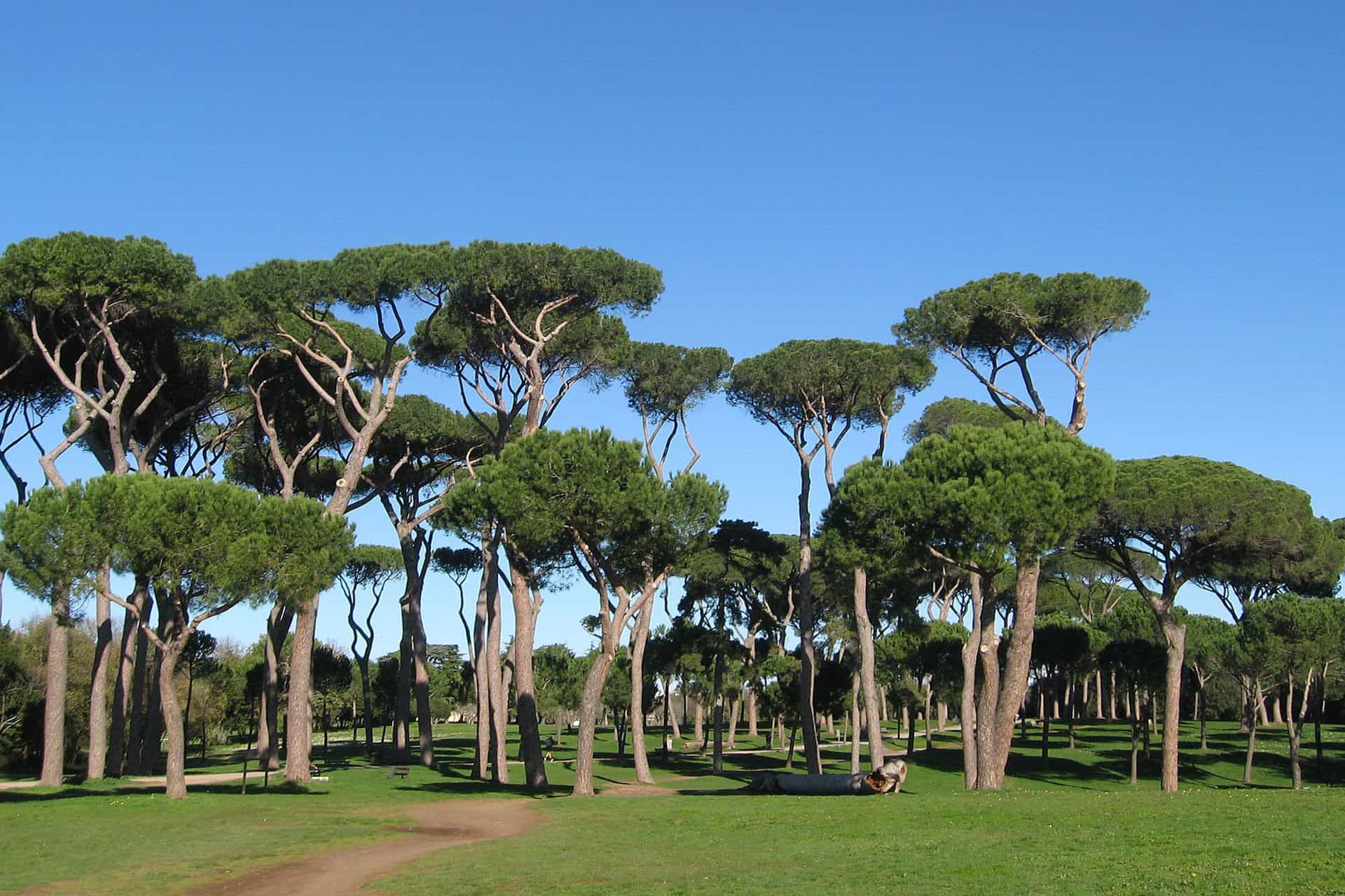Parco regionale urbano del Pineto – Pineta Sacchetti | Roma